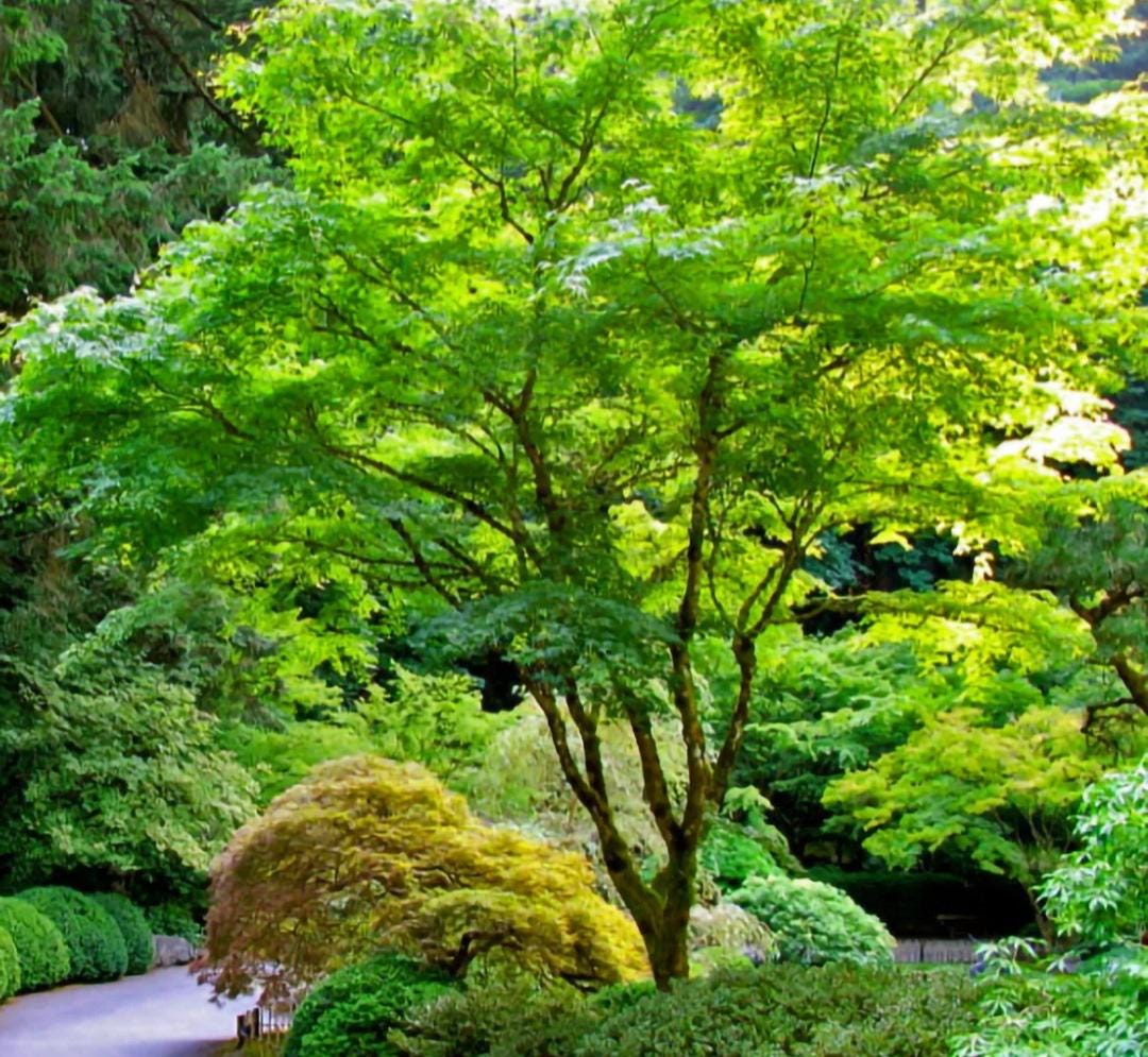 Japanese Maple Tree Seedling: Acer Palmatum Green Leaf (12"+ Bare Root ...