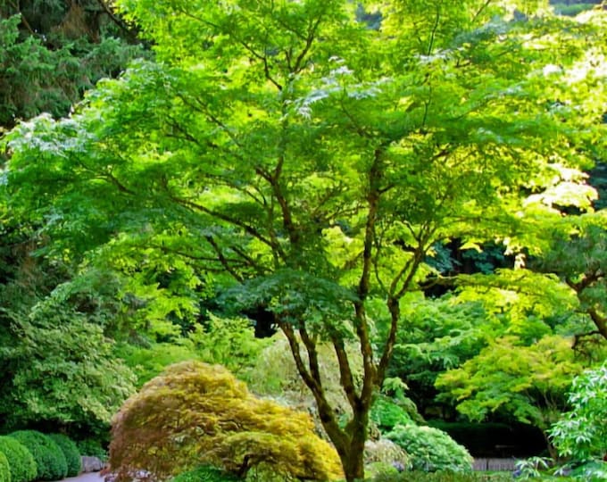 Japanese Maple Butterfly, Acer Palmatum Butterfly, White Japanese Maple ...