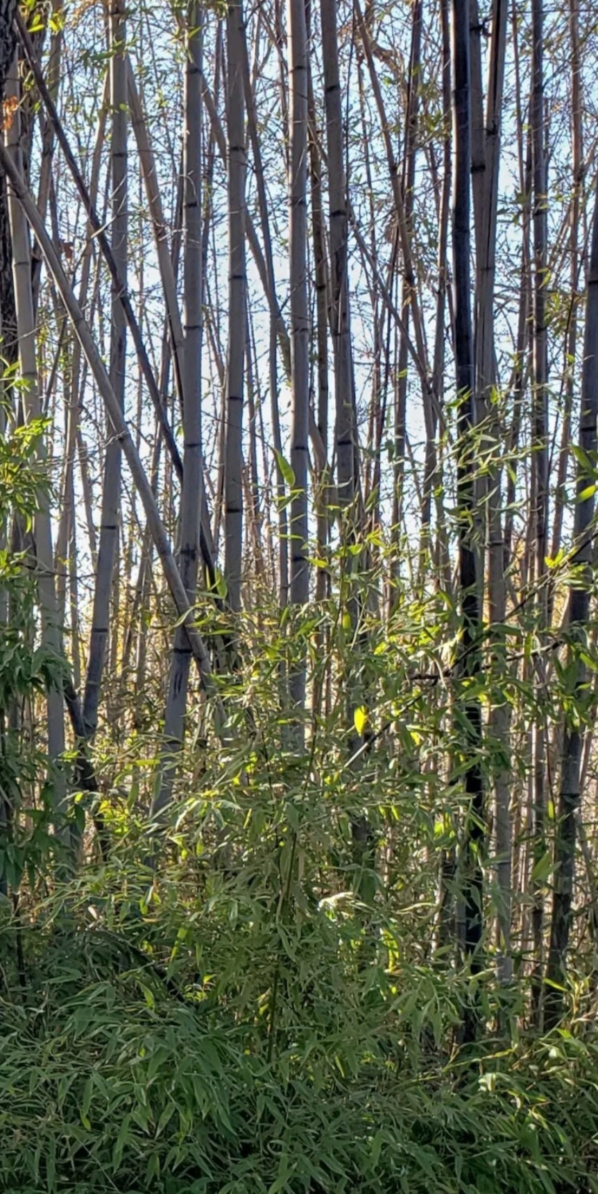 California Giant Black Bamboo Phyllostachys Nigra 'daikokuchiku' Bare ...