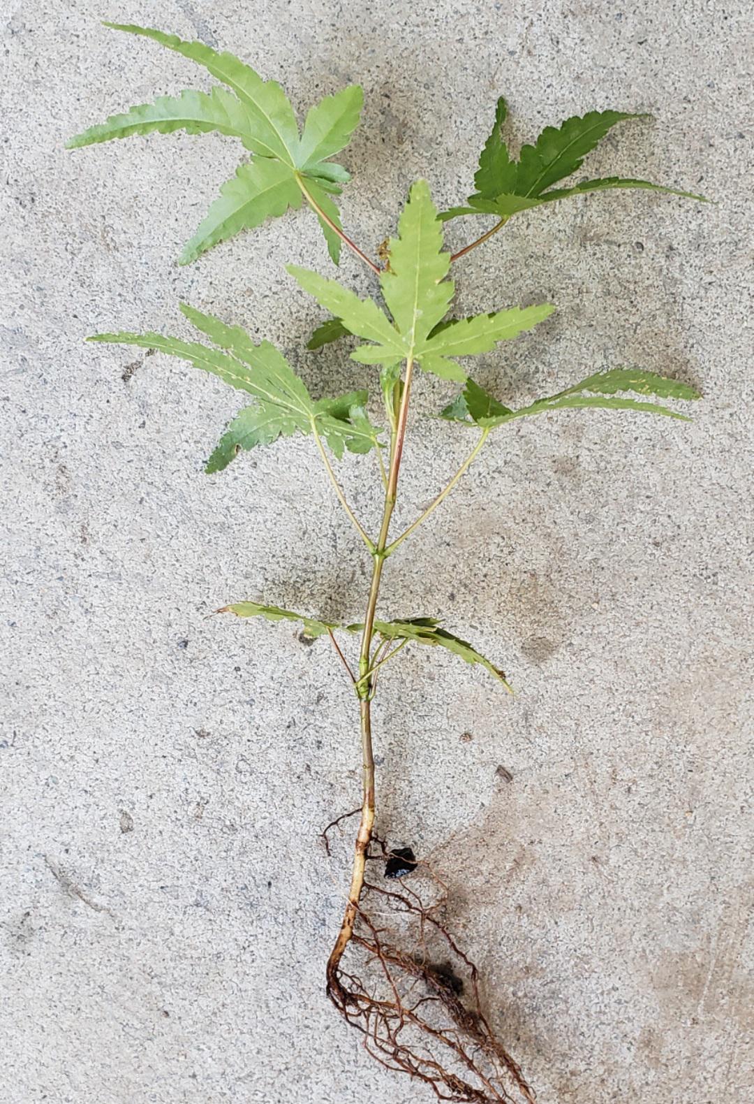 Japanese Maple Tree Seedling: Acer Palmatum Green Leaf (12"+ Bare Root ...