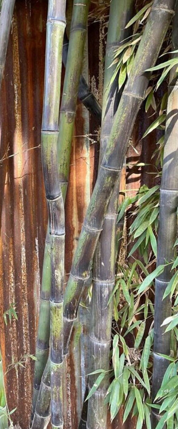 California Giant Black Bamboo Phyllostachys Nigra 'daikokuchiku' Bare ...