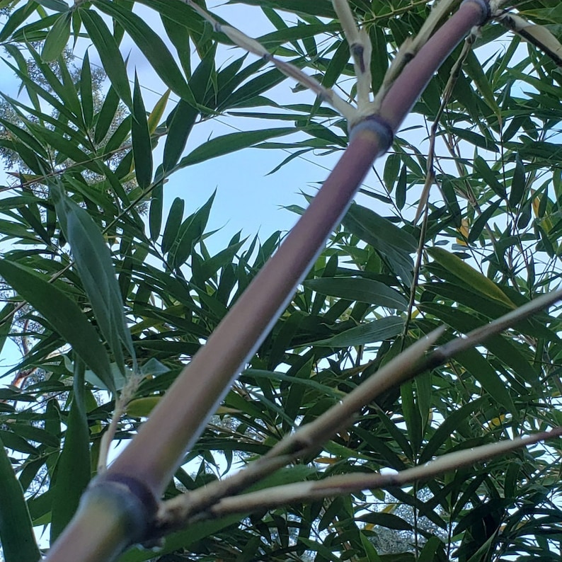 Bamboo Red Margin Phyllostachys Rubromarginata Bare Root Rhizome ...