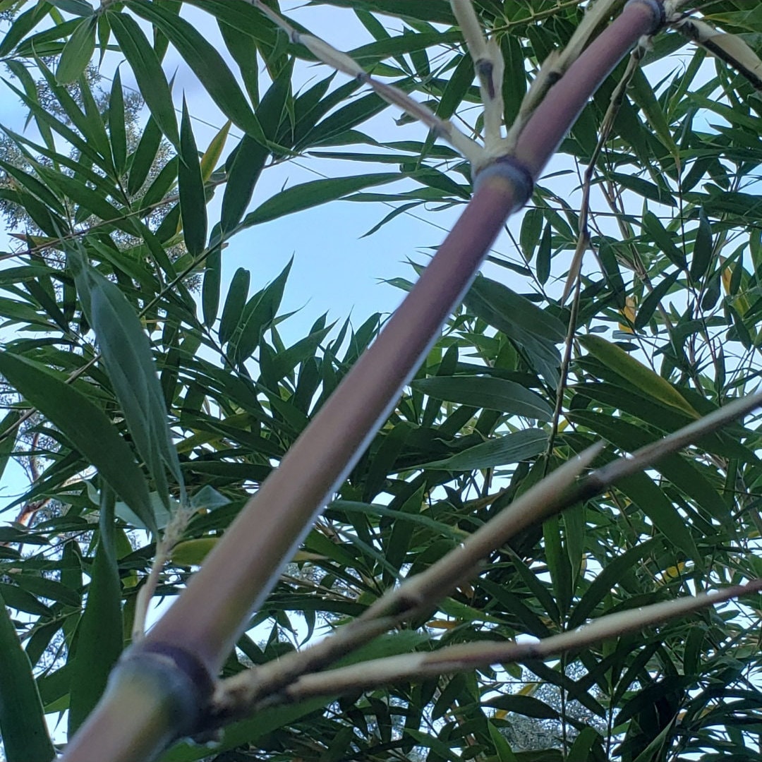 Bamboo Red Margin Phyllostachys Rubromarginata Bare Root Rhizome ...