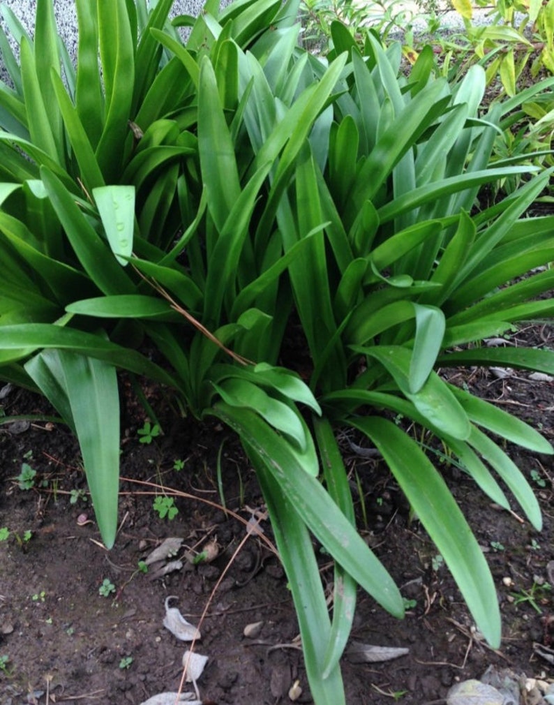 3 Large Amaryllis Bulbs / Belladonna / Pink Naked Lady Lily / Flower ...
