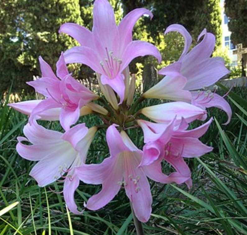 3 Large Amaryllis Bulbs / Belladonna / Pink Naked Lady Lily / Flower ...