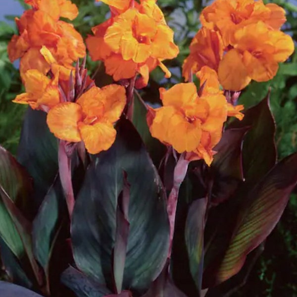 Canna Lily - Etsy