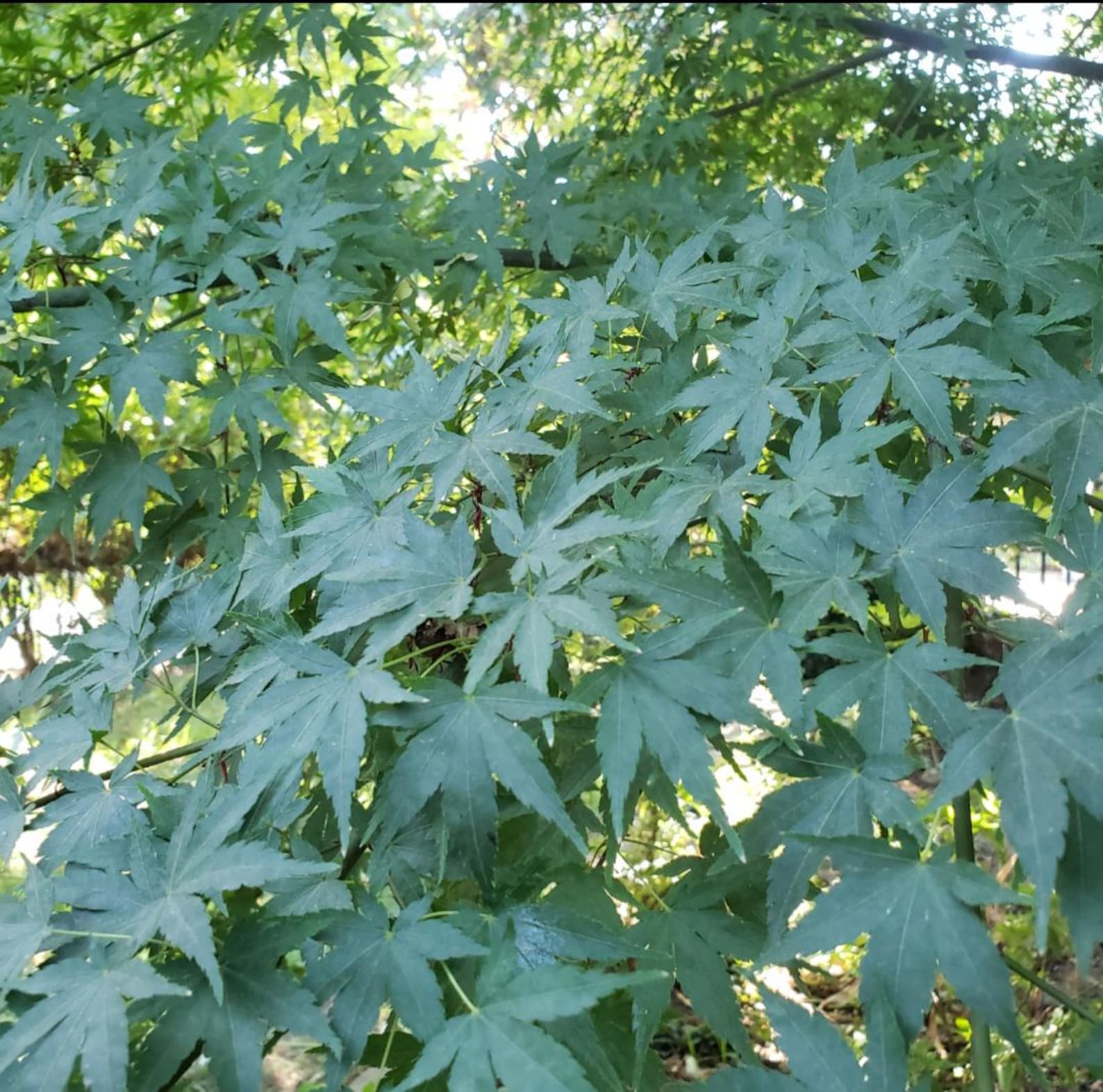 Japanese Maple Tree Seedling: Acer Palmatum Green Leaf (12"+ Bare Root ...