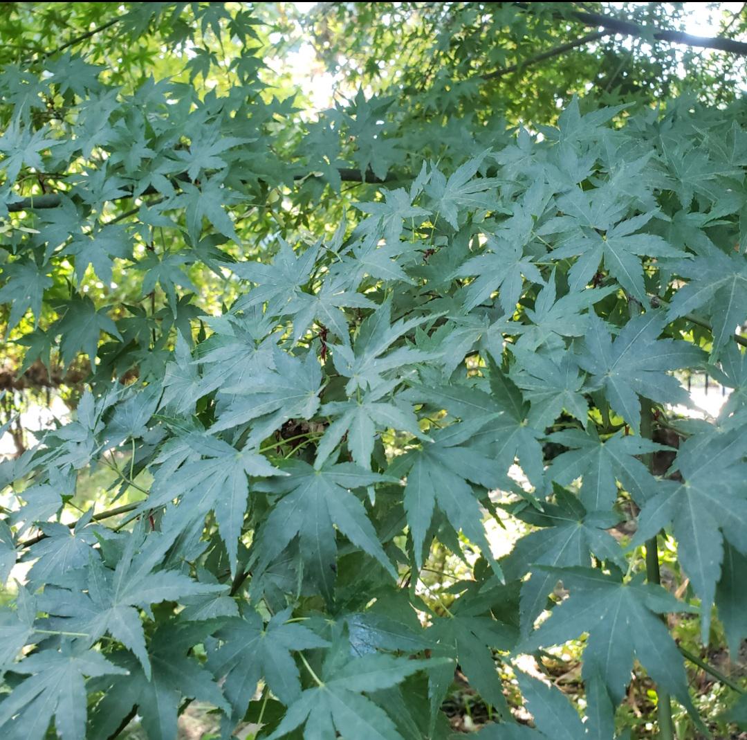 Japanese Maple Tree Seedling: Acer Palmatum Green Leaf (12"+ Bare Root ...