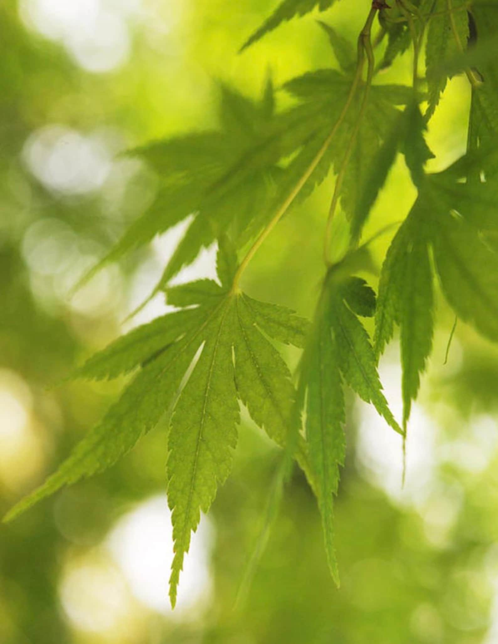 Japanese Maple Tree Seedling: Acer Palmatum Green Leaf (12"+ Bare Root ...