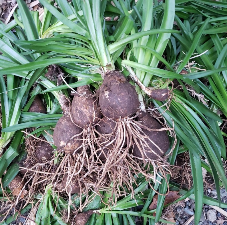 3 Large Pink Amaryllis Belladonna Bulbs, Fragrant Naked Lady Lily - Etsy
