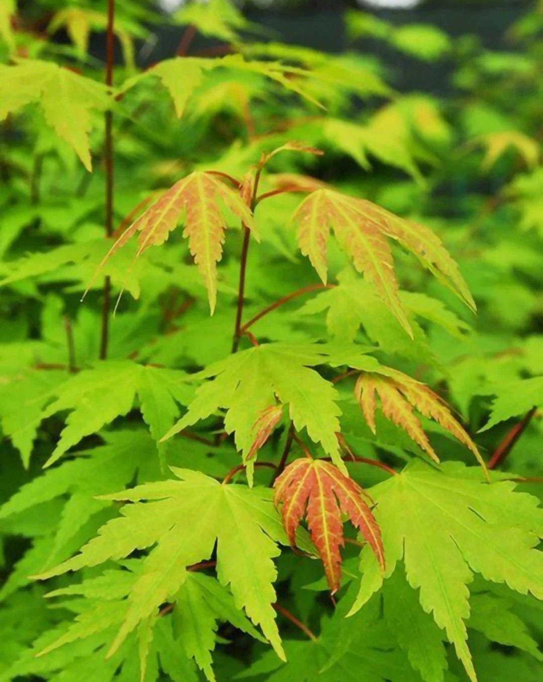 Japanese Maple Tree Seedling: Acer Palmatum Green Leaf (12"+ Bare Root ...