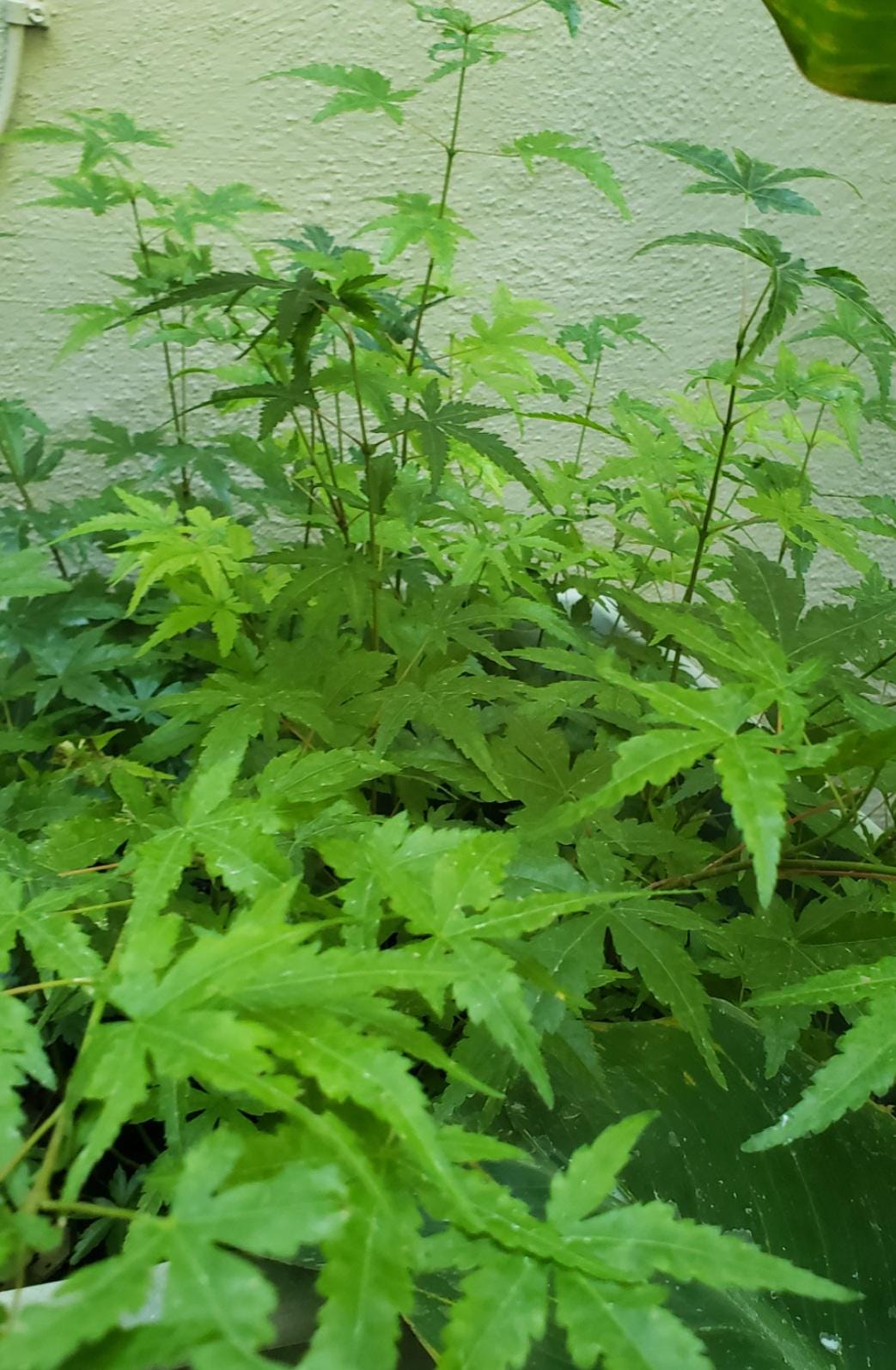 Japanese Maple Tree Seedling: Acer Palmatum Green Leaf (12"+ Bare Root ...