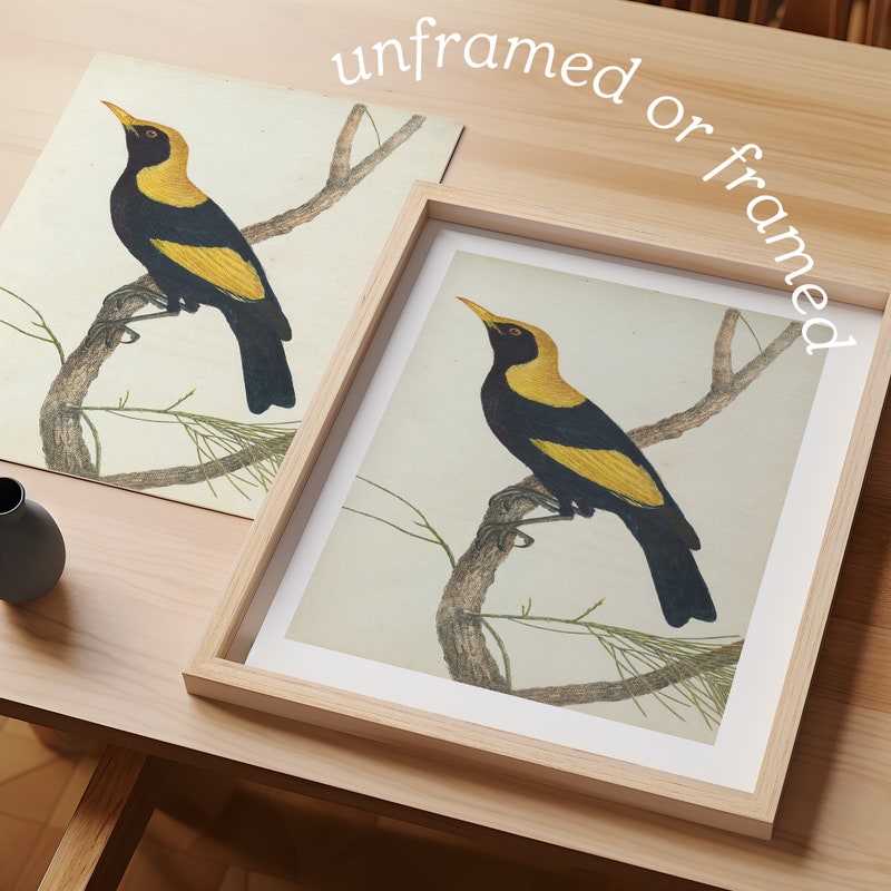 Bowerbird - Etsy Australia