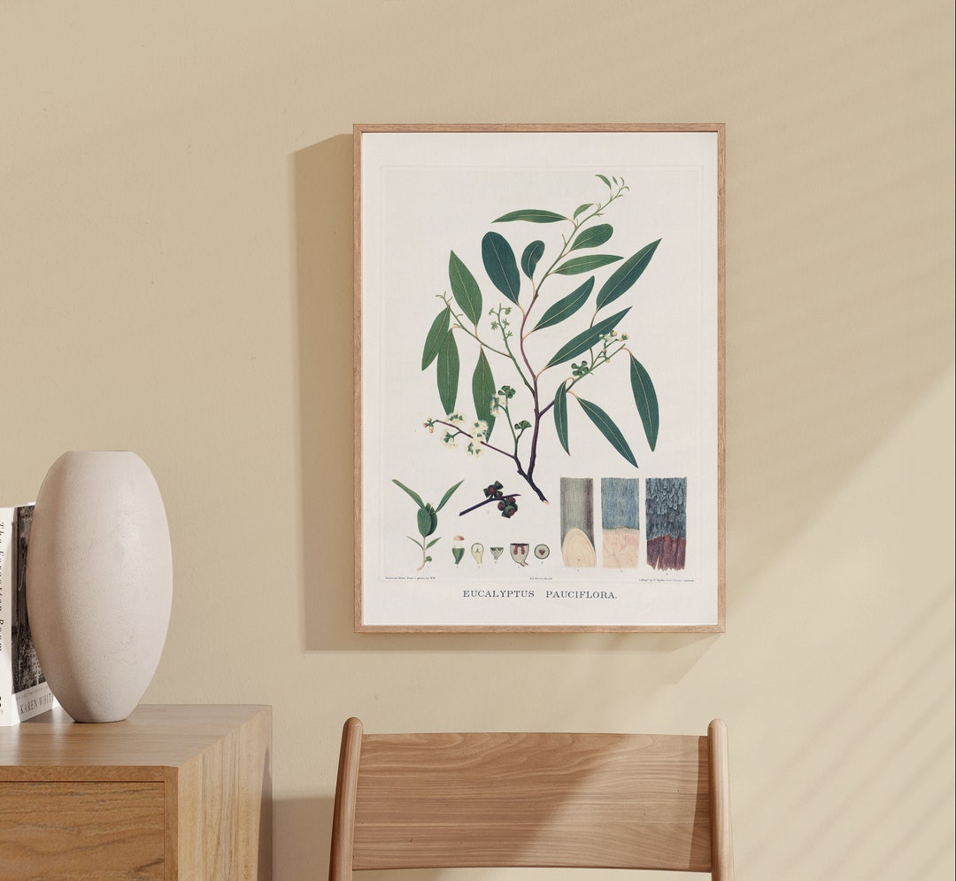 Snow Gum eucalyptus Pauciflora by Rosa Fiveash c.1882 A4, A3, A2 - Etsy