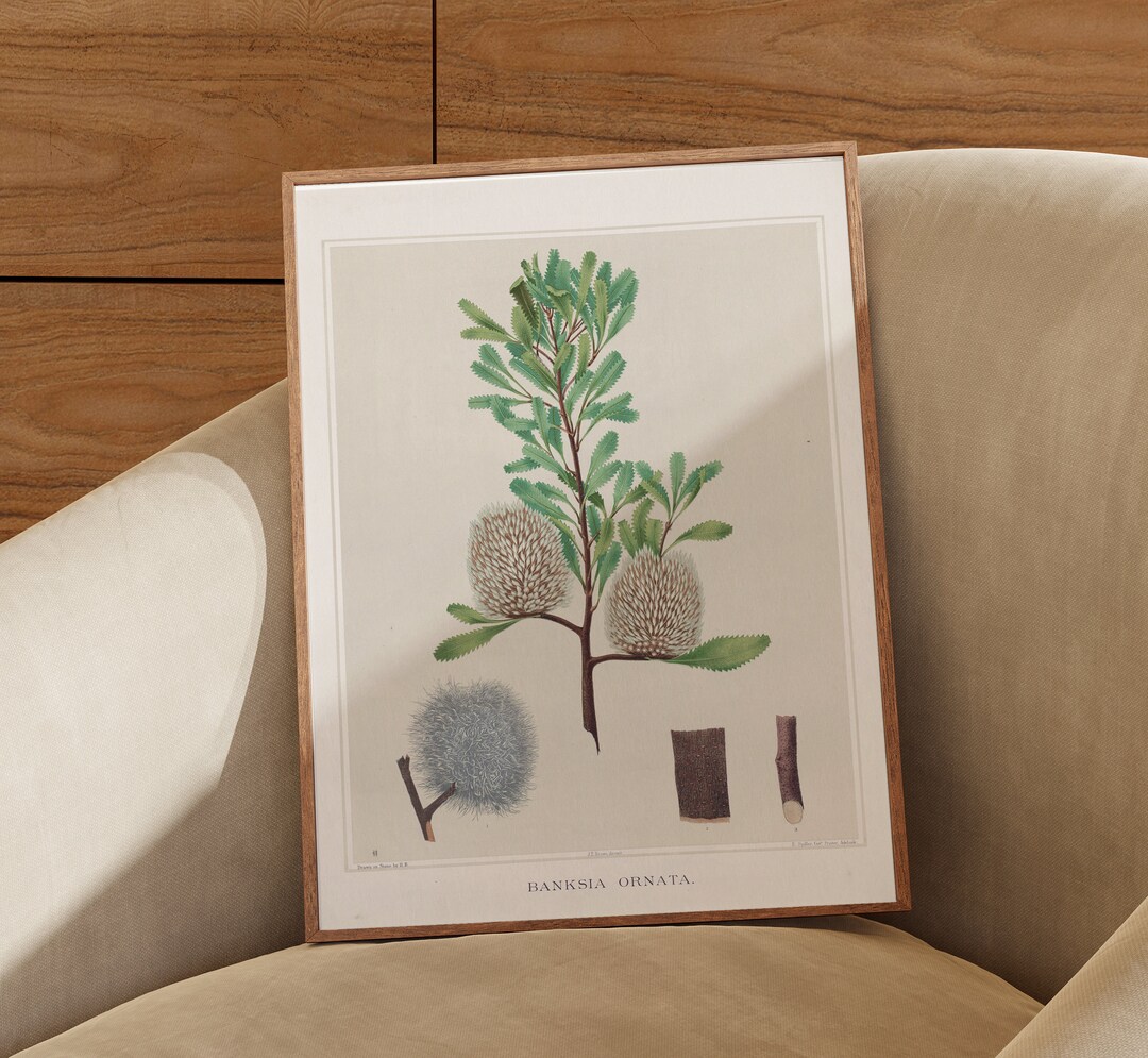 Desert Banksia Print: Vintage Australian Botanical Art by Rosa Fiveash ...