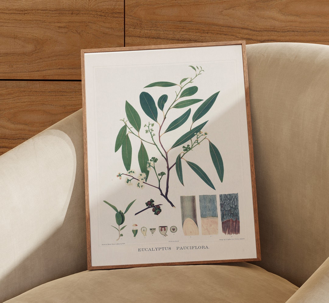 Snow Gum Print: Vintage Australian Botanical Art by Rosa Fiveash (c ...