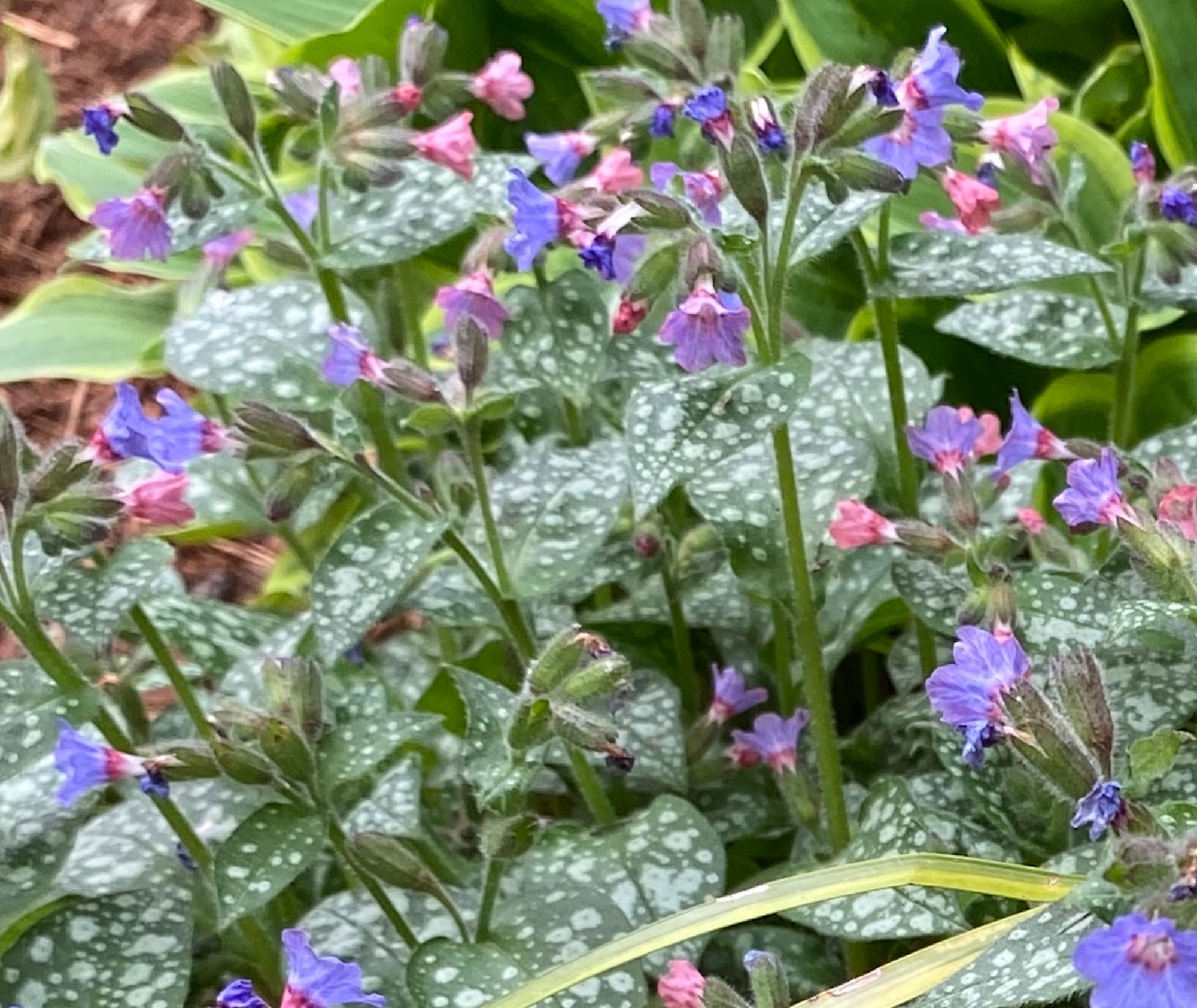 Shade Garden Landscape Design Plan | Planting Zone 5-8 - Etsy