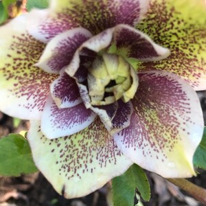 Shade Garden Landscape Design Plan | Planting Zone 5-8 - Etsy