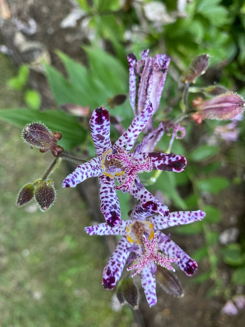 Shade Garden Landscape Design Plan | Planting Zone 5-8 - Etsy