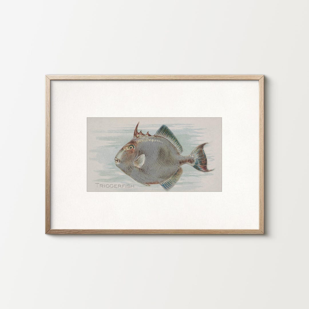 Vintage Triggerfish Painting - Printable Wall Decor - Etsy