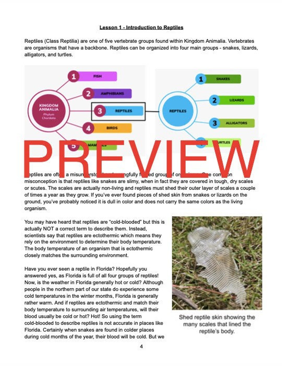 Introduction to Reptiles Lesson - Etsy