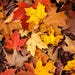 Halloween and Fall Posters. Printable Wall Art | Halloween Home Decor ...