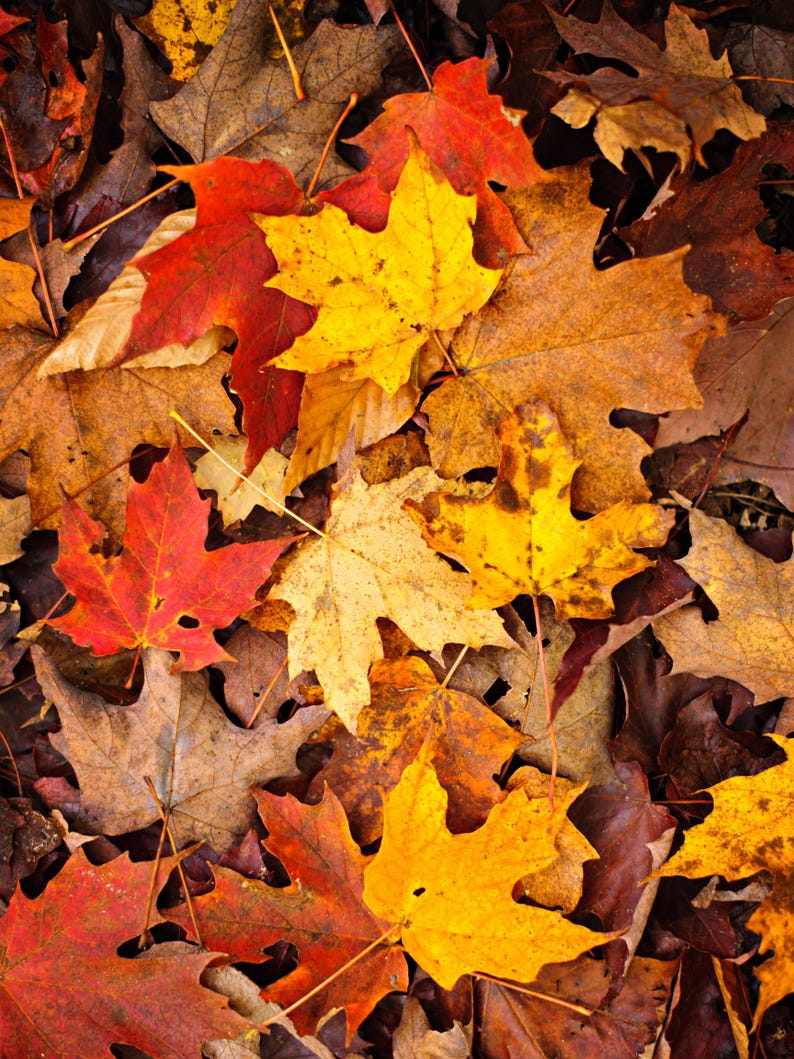 Halloween and Fall Posters. Printable Wall Art Halloween Home Decor ...