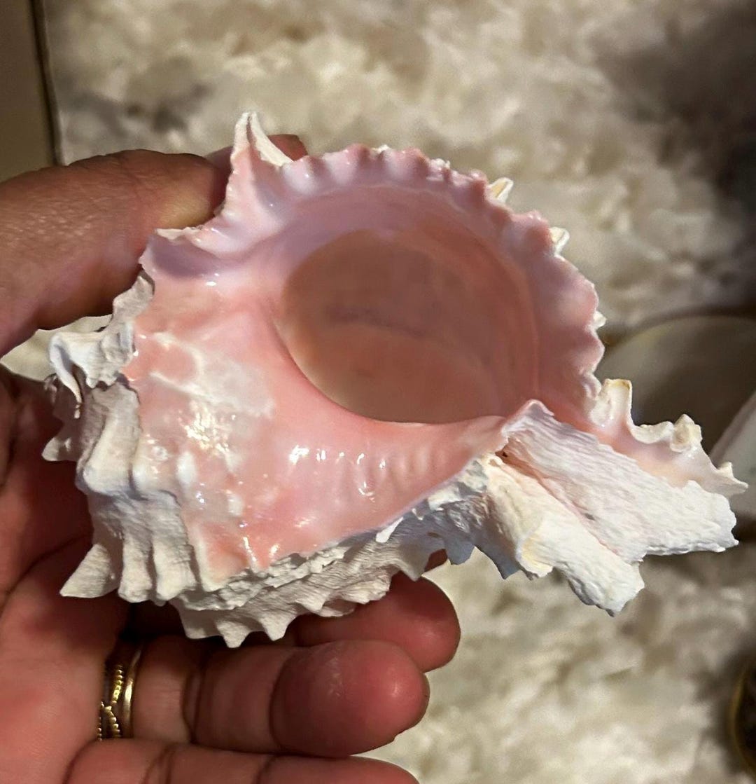 Murex Conch Seashell 4.25 Inch Shell - Etsy
