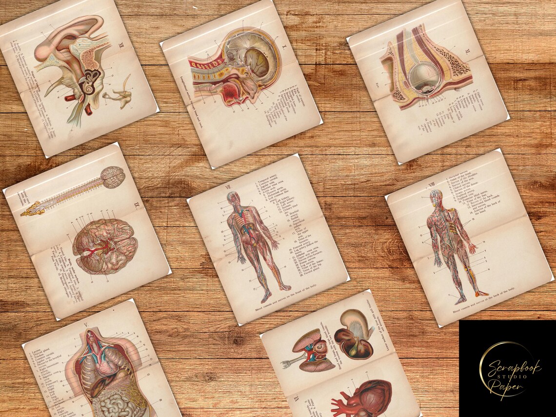 Antique Book Pages Ephemera-human Anatomy Vintage Medical Book-18 ...