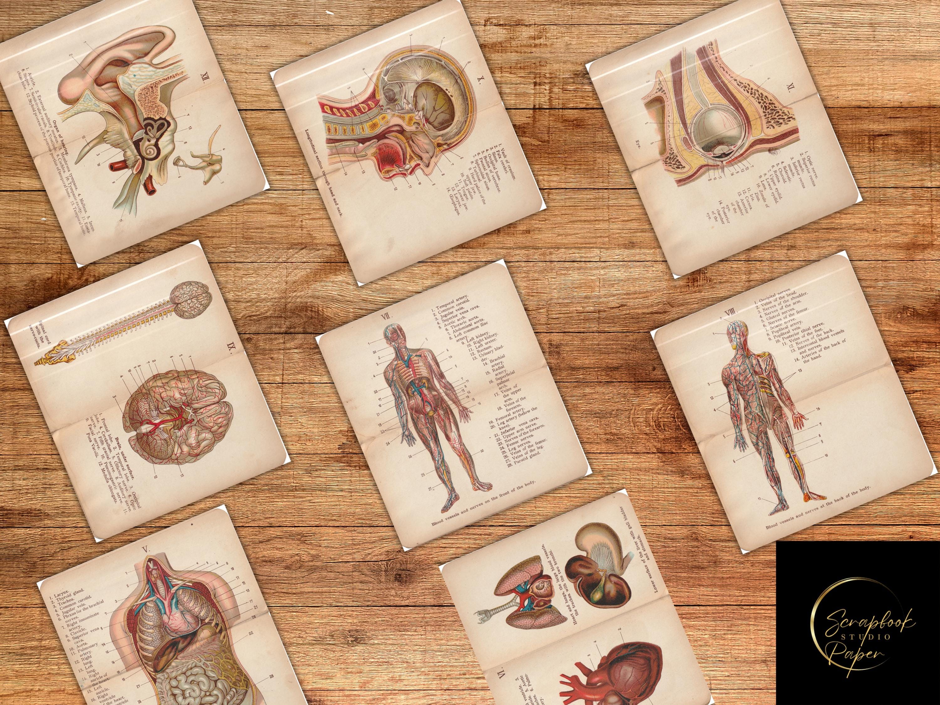 Antique Book Pages Ephemera-human Anatomy Vintage Medical Book-18 ...