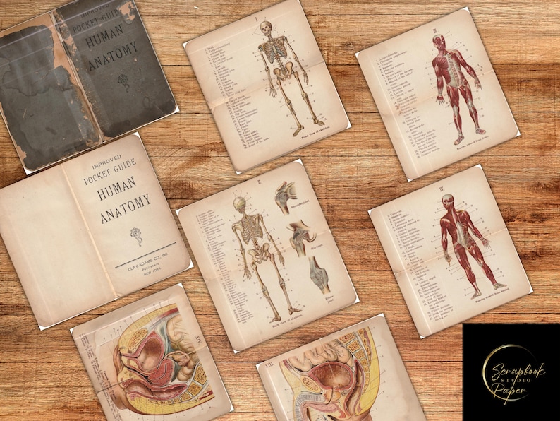 Antique Book Pages Ephemera-human Anatomy Vintage Medical Book-18 ...