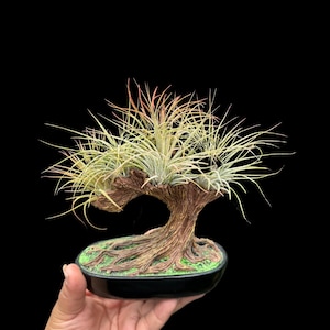 Resin Bonsai Air Plant - Etsy