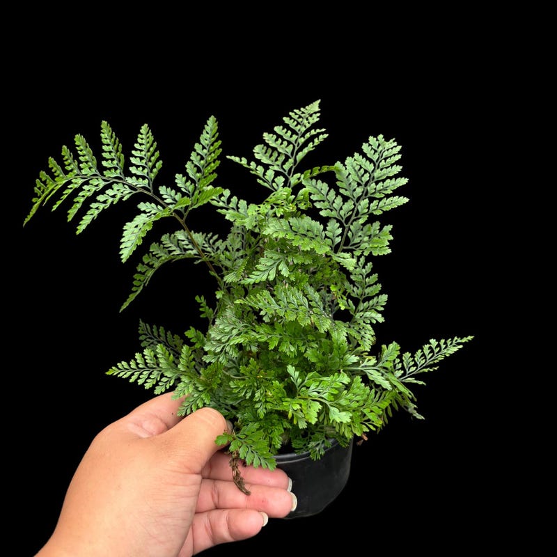 Rabbit Foot Fern - Etsy