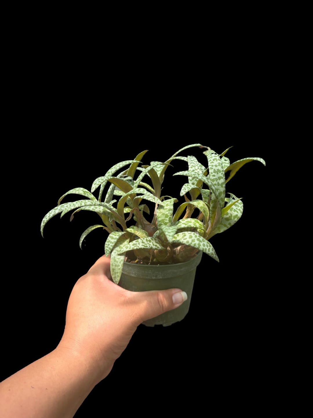 Silver Squill, 4 Inch Pot - Etsy