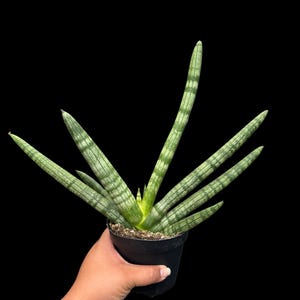 Sansevieria Boncel Starfish, 4 Inch Nursery Pot - Etsy
