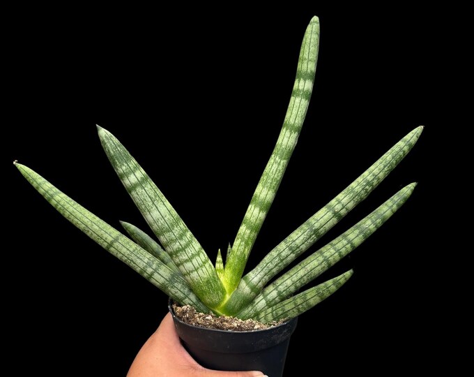 Sansevieria Boncel Starfish, 4 Inch Nursery Pot - Etsy