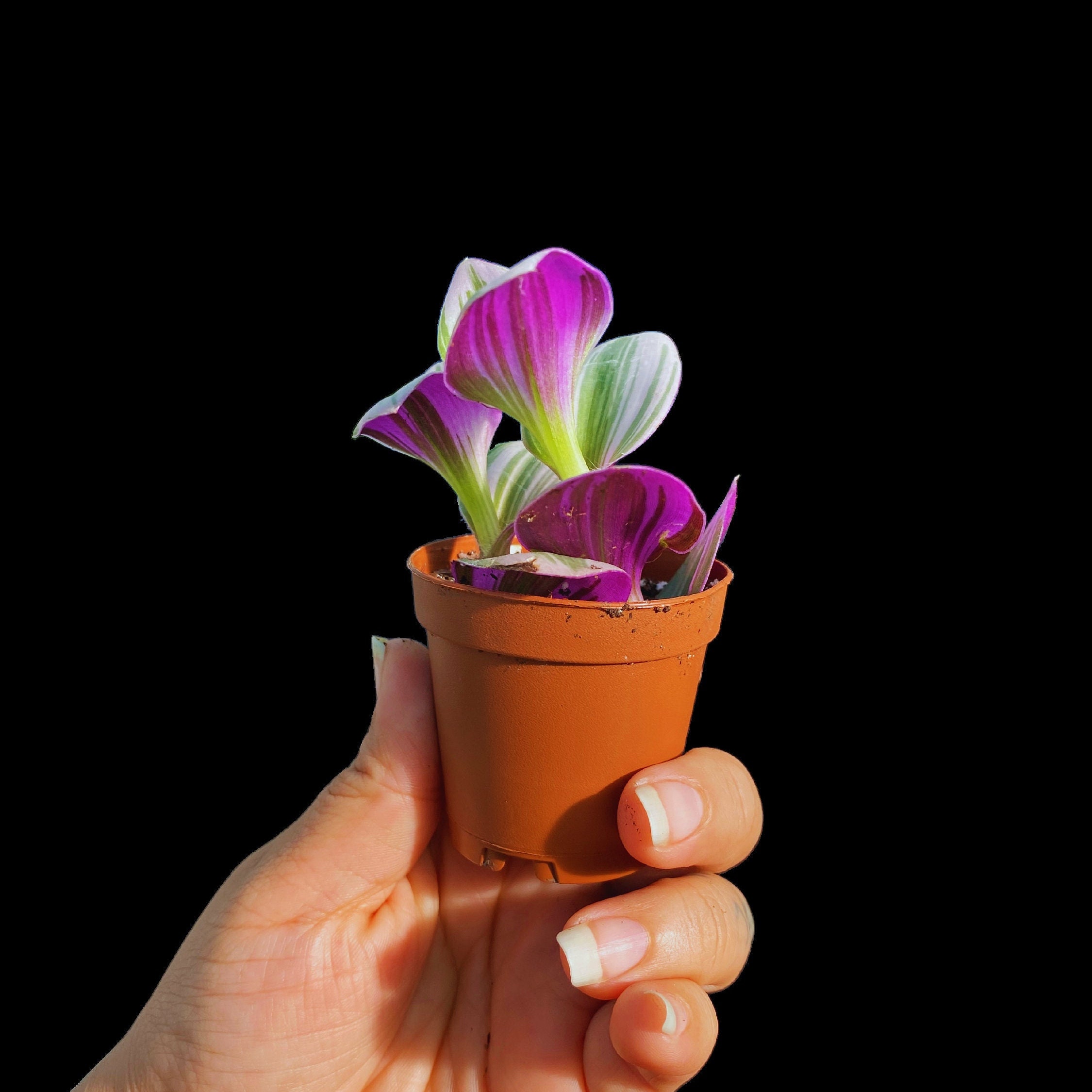 Tradescantia Pink Nanouk Variegated Rare Indoor Starter Plant Live 2 ...