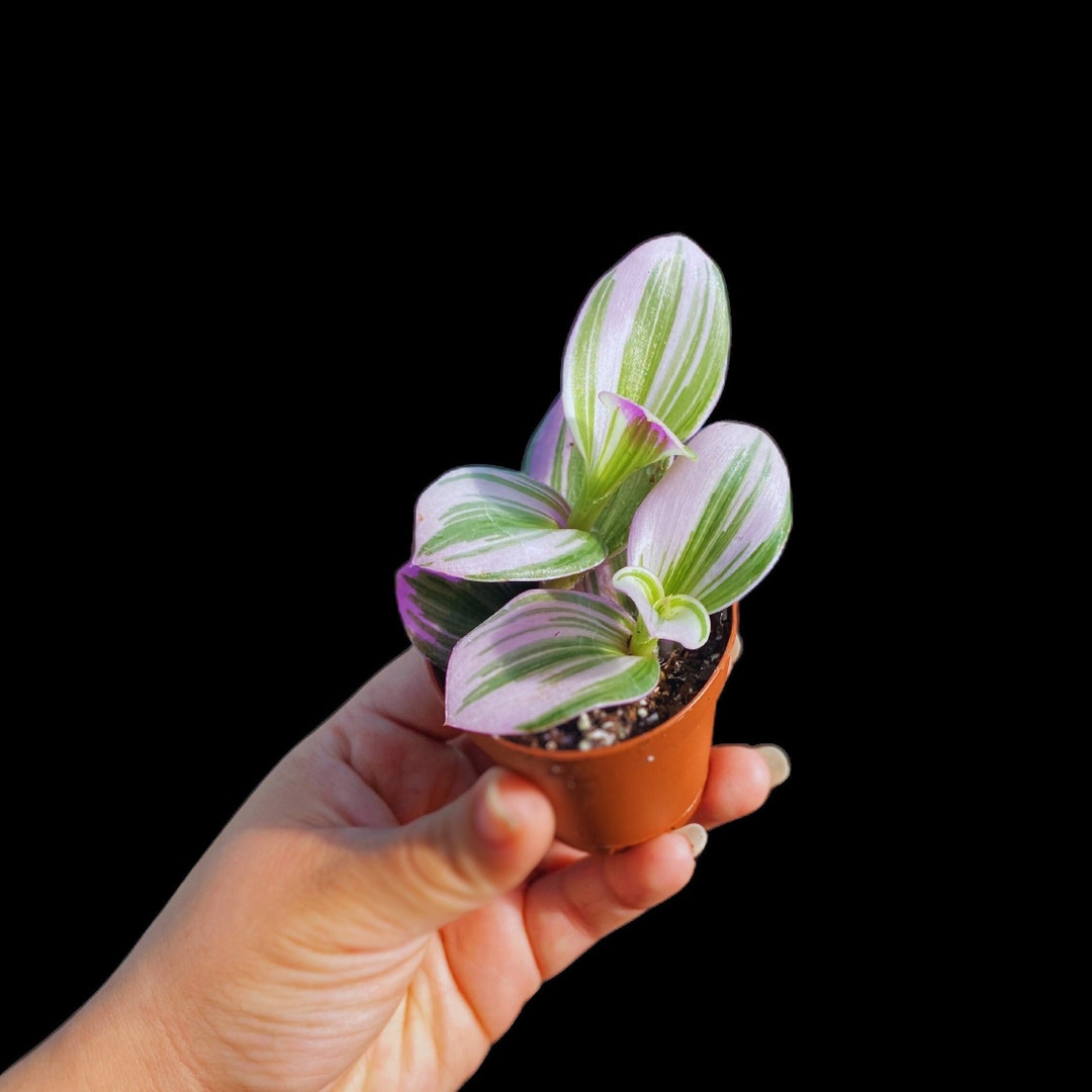 Tradescantia Pink Nanouk Variegated Rare Indoor Starter Plant Live 2 ...