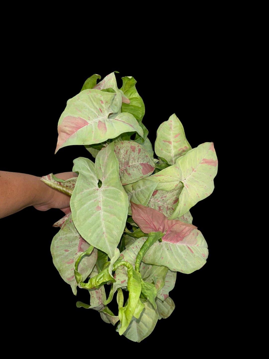 Syngonium Confetti, 4 Inch Pot - Etsy