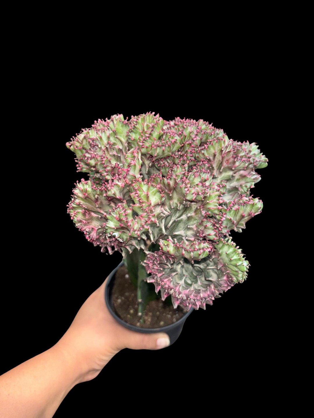 Pink Mermaid Tail Cactus, 4 Inch Pot - Etsy