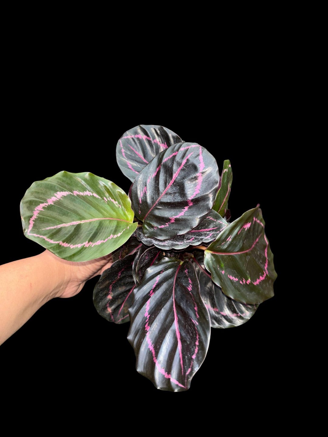 Calathea Dottie, 4 Inch Pot - Etsy
