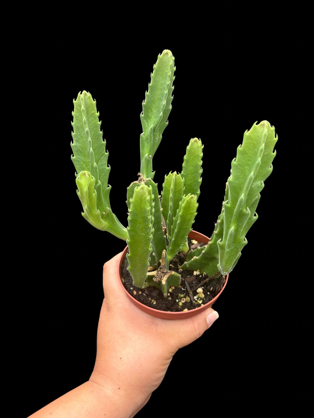 Stapelia Gigantea, 4inch Pot - Etsy