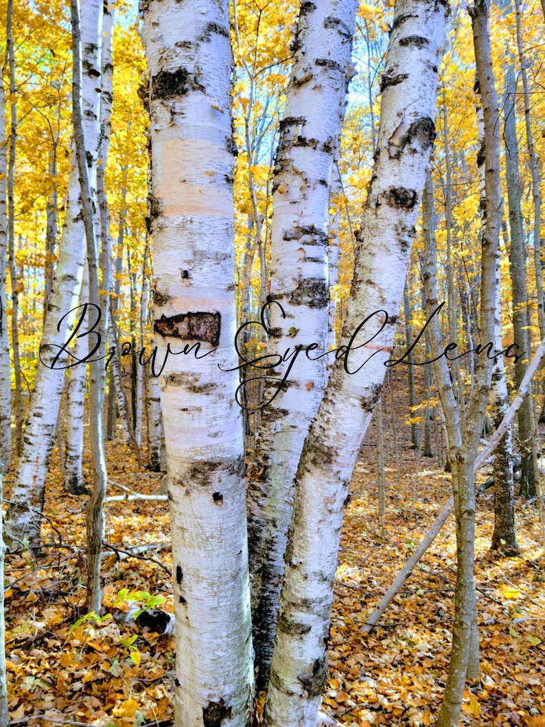 Birch Trees in the Fall- Traverse City, MI - Etsy