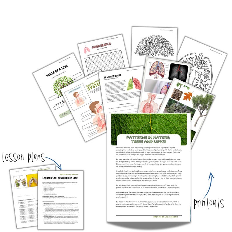 Respiratory System MINI STUDY Human Body, Hands-on Lessons With ...