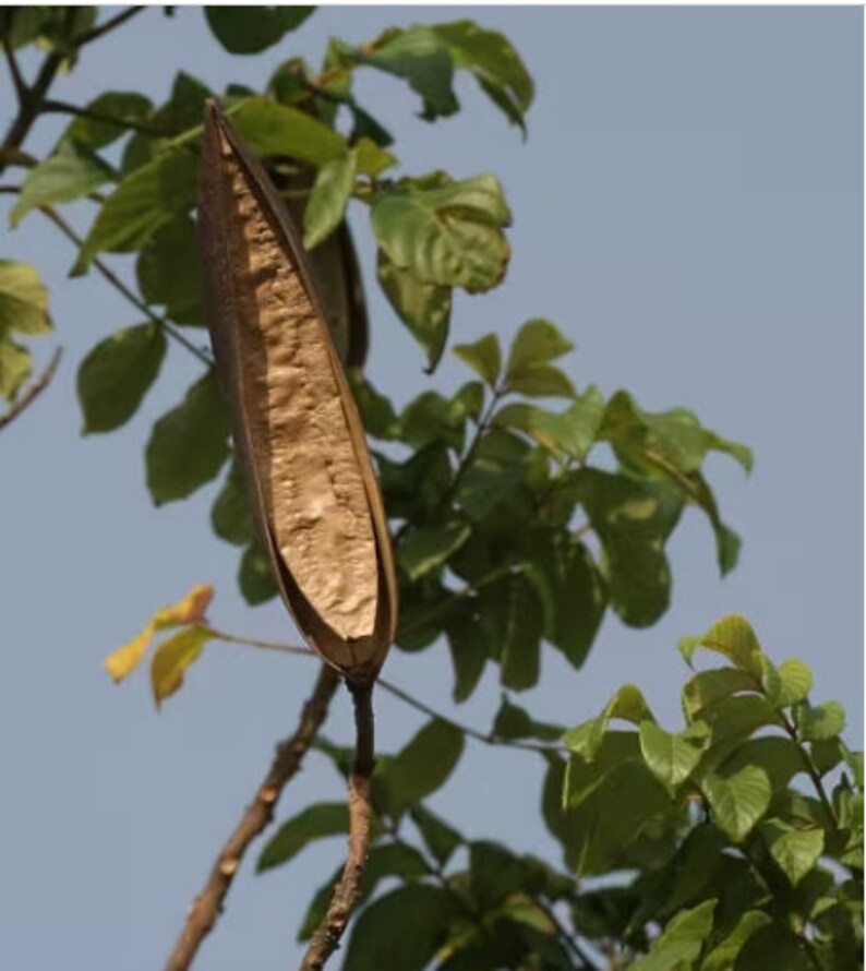 Spathodea Campanulata Fountain Tree, African Tulip Tree, Pichkari or ...