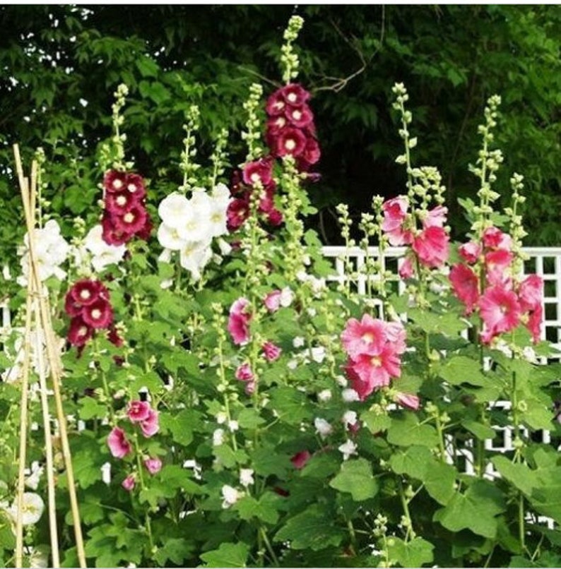 Alcea Rosea Hollyhock Indian Spring 5,000 Seeds E - Etsy
