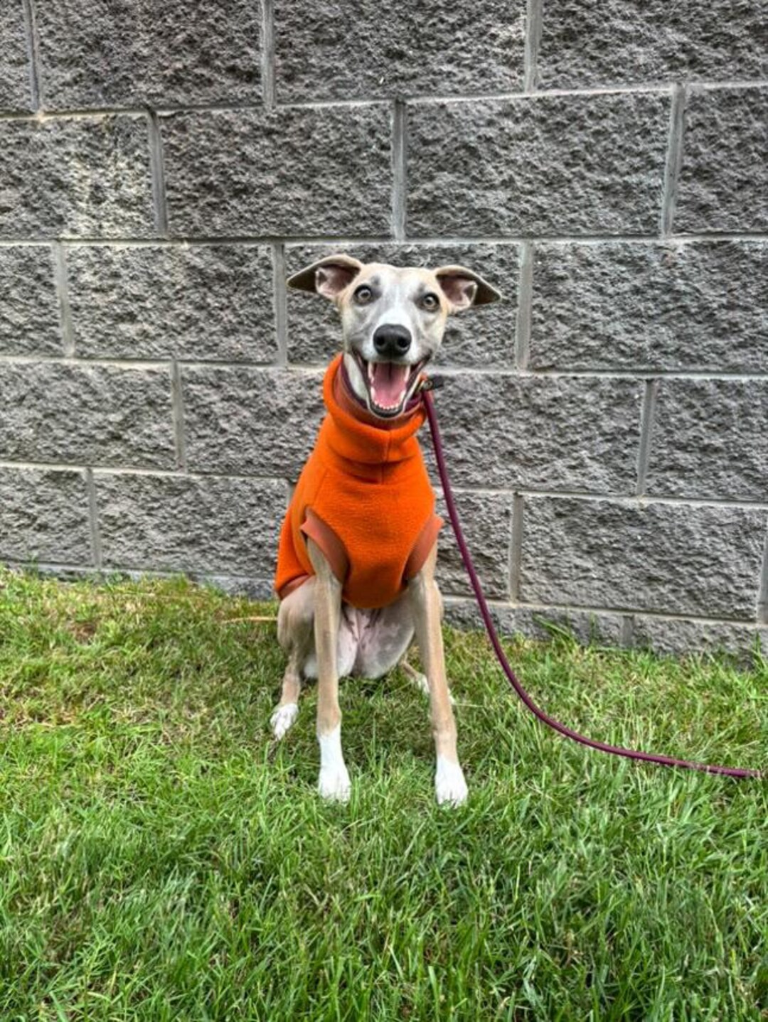 Whippet - Polar Fleece Sleeveless Vest in Various Colours - Etsy