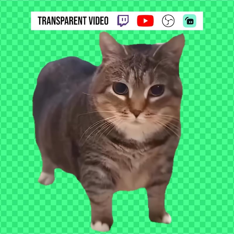 Wall Transparent Cat - Etsy UK