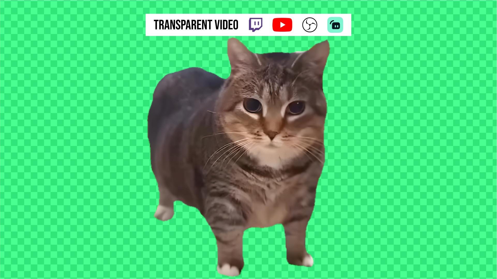 Transparent Stream Alert Video Background Spinning Cat Meme Decoration ...