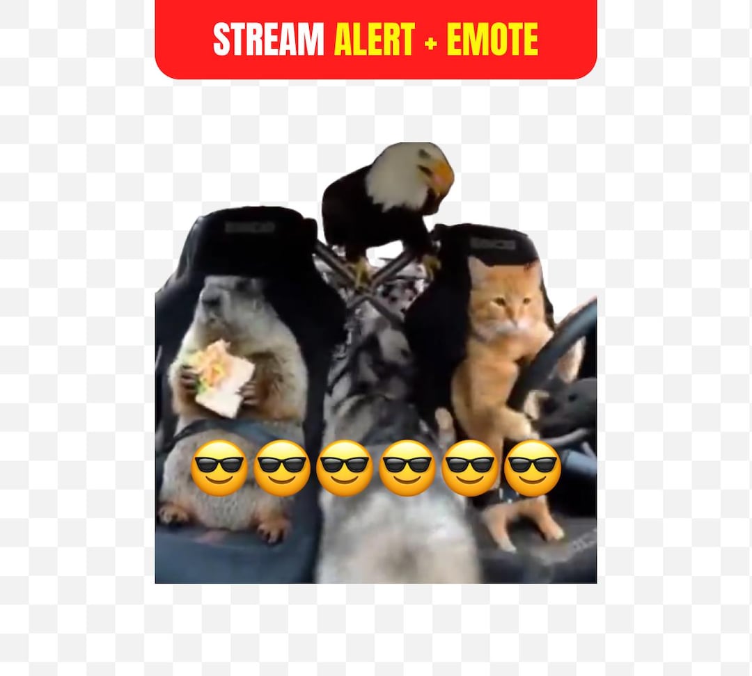 Animated Twitch Alerts Swag Cat Driving Car Meme Eagle Marmot for ...